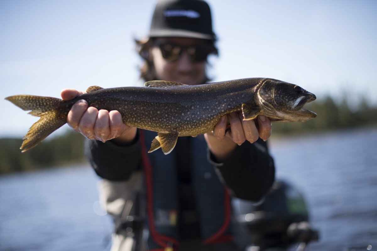 Réserve faunique des Laurentides